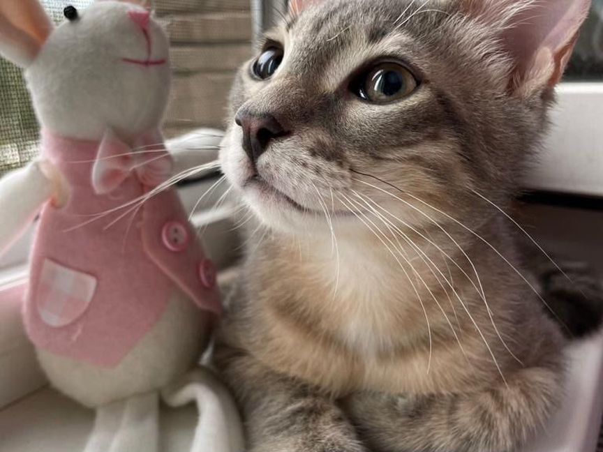 Котята в добрые руки бесплатно