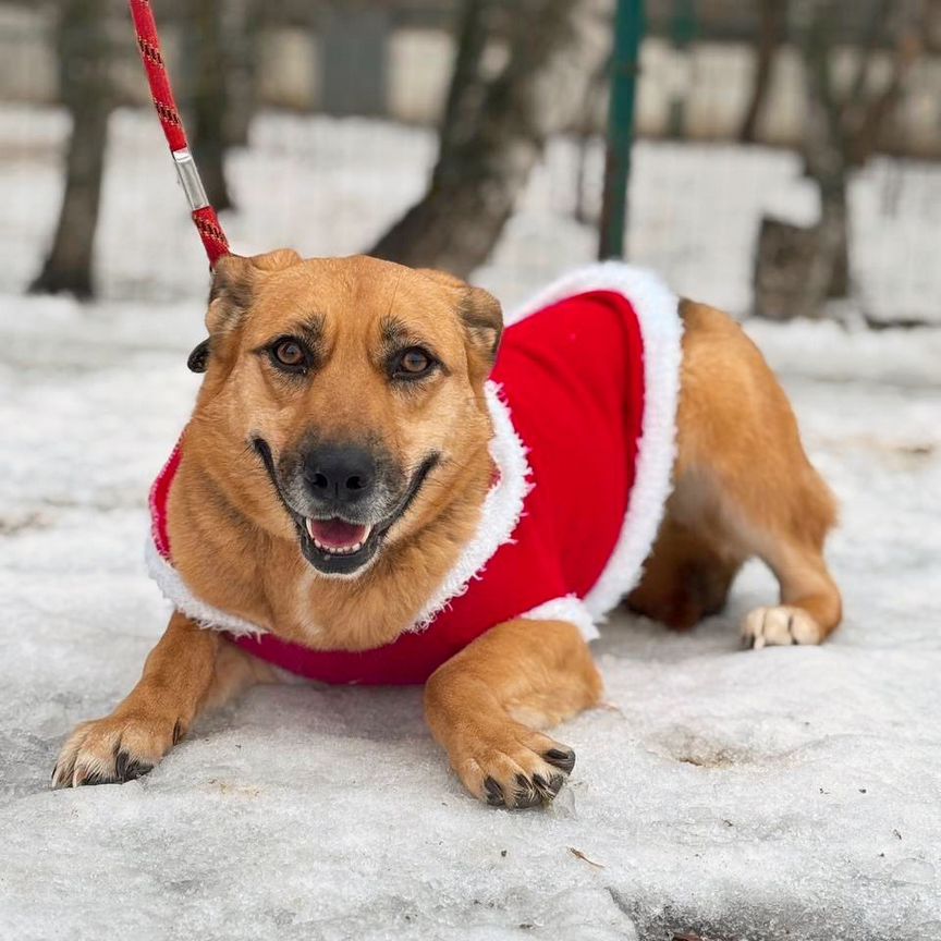 Собака в добрые руки