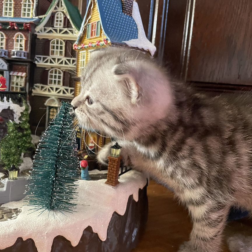Котята шотландской породы