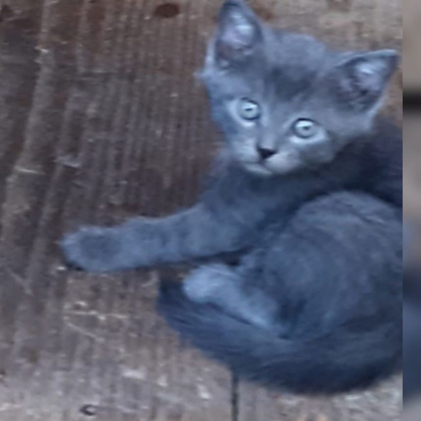 Котята в добрые руки даром