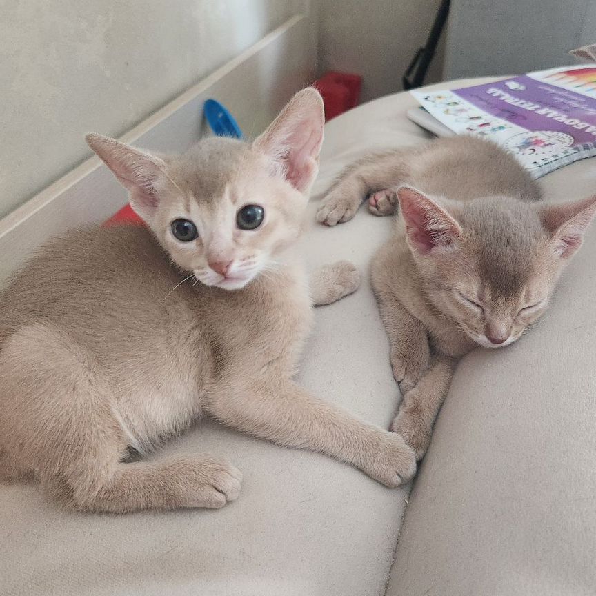 Абиссинский котенок фавн