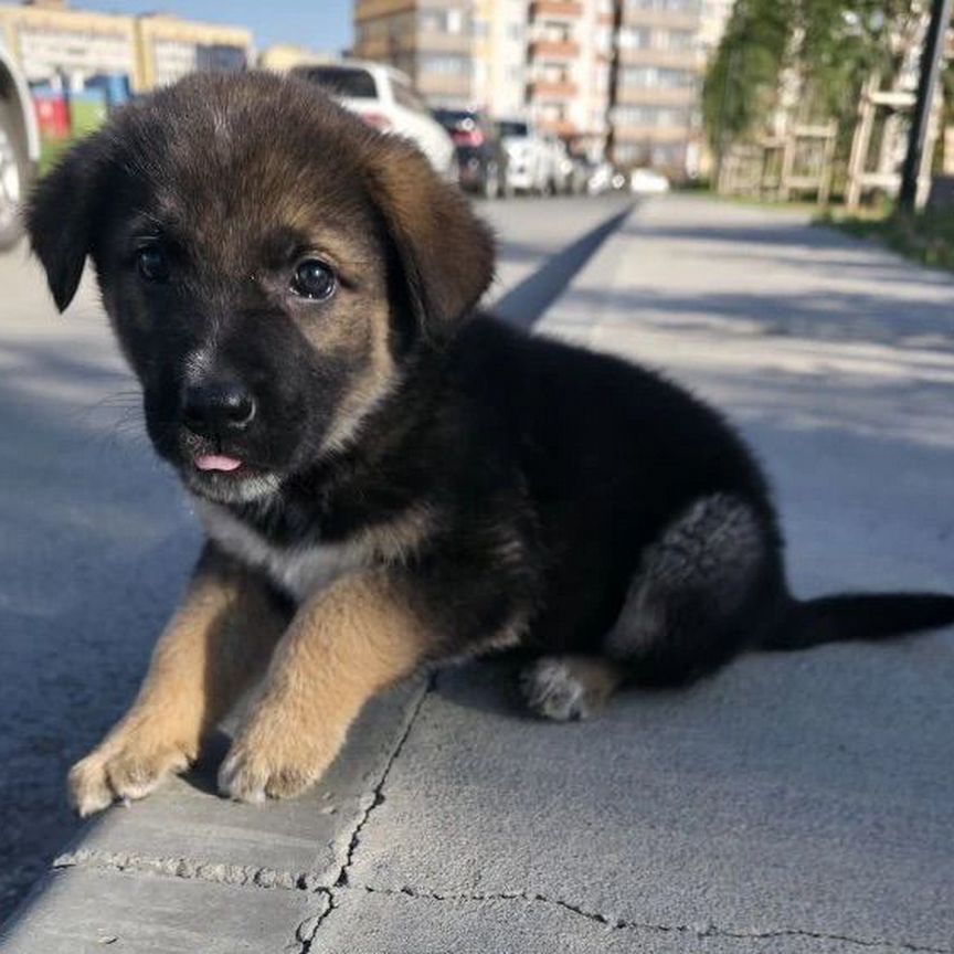 Щенок в добрые руки
