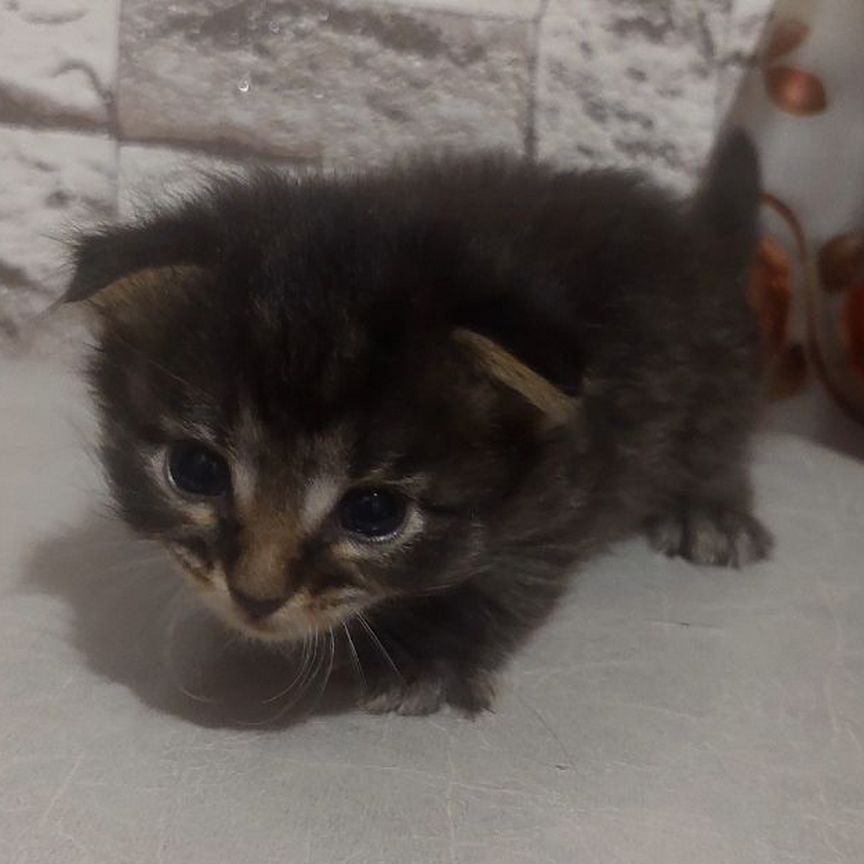 Сибирский котёнок