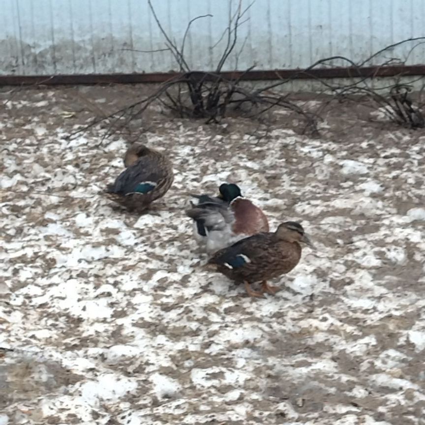 Утки подсадные для охоты