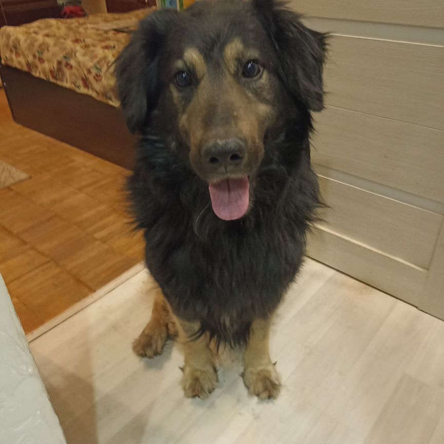 Собака в добрые руки