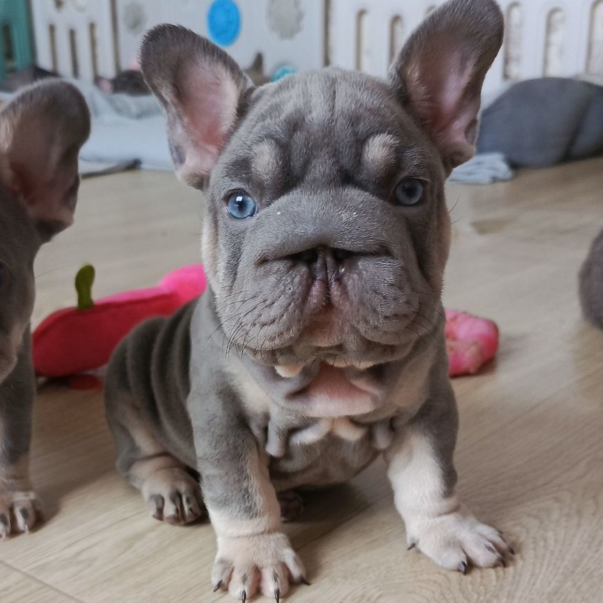 Французский бульдог, щенок