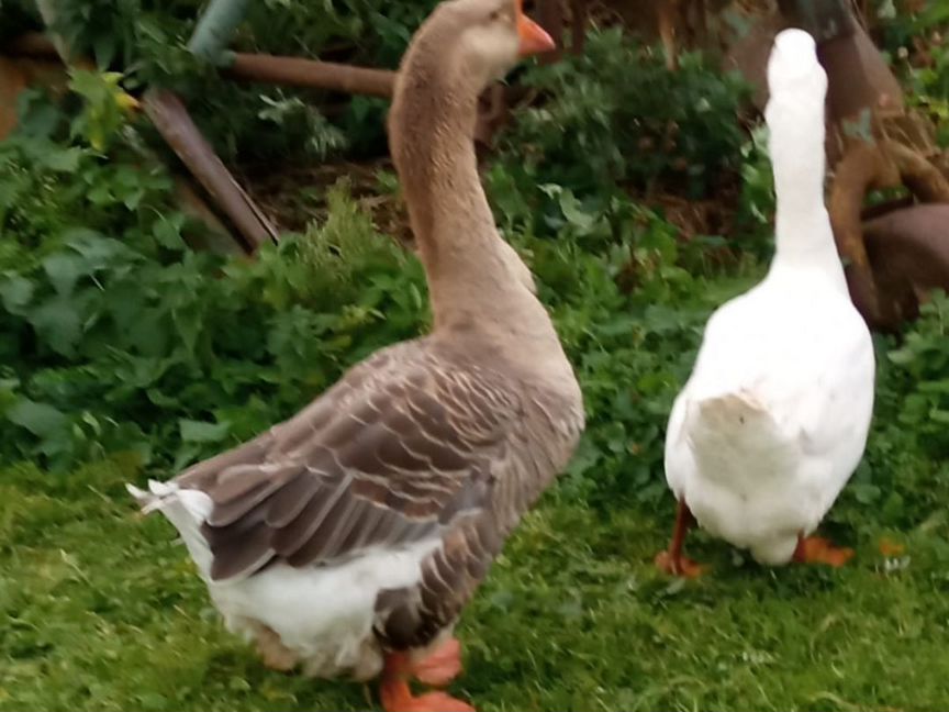 Холмогорские гуси