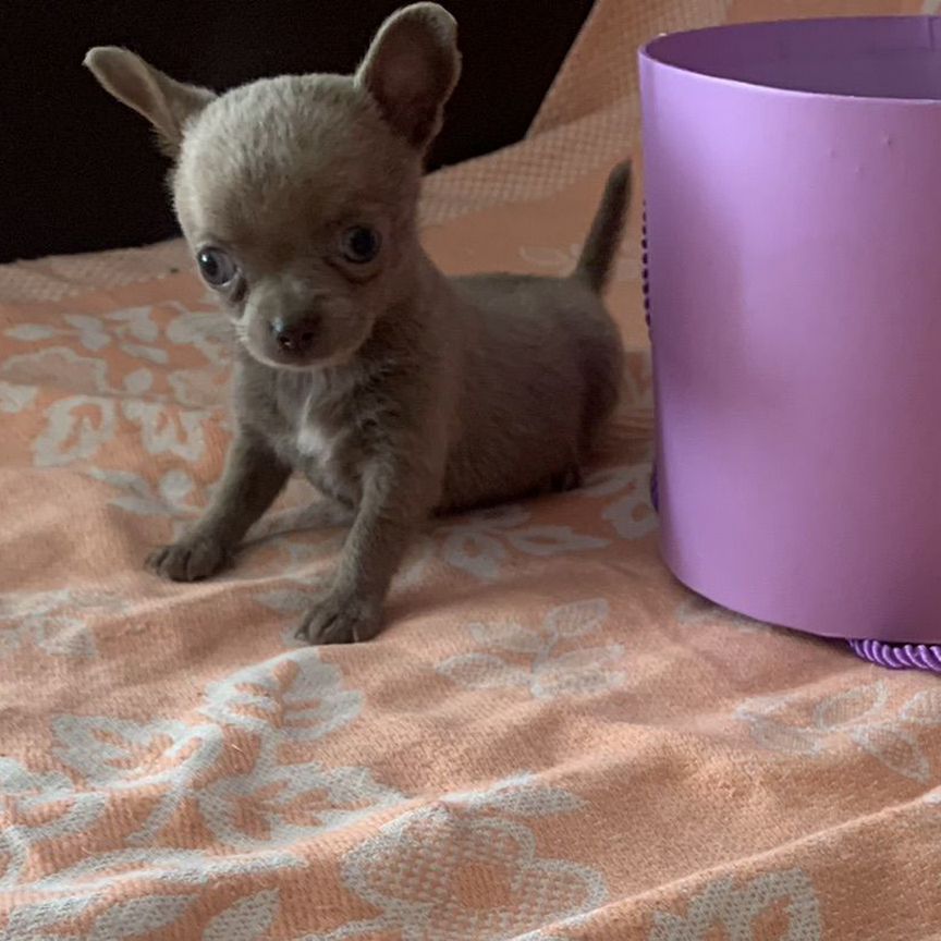 Чихуахуа micro девочка
