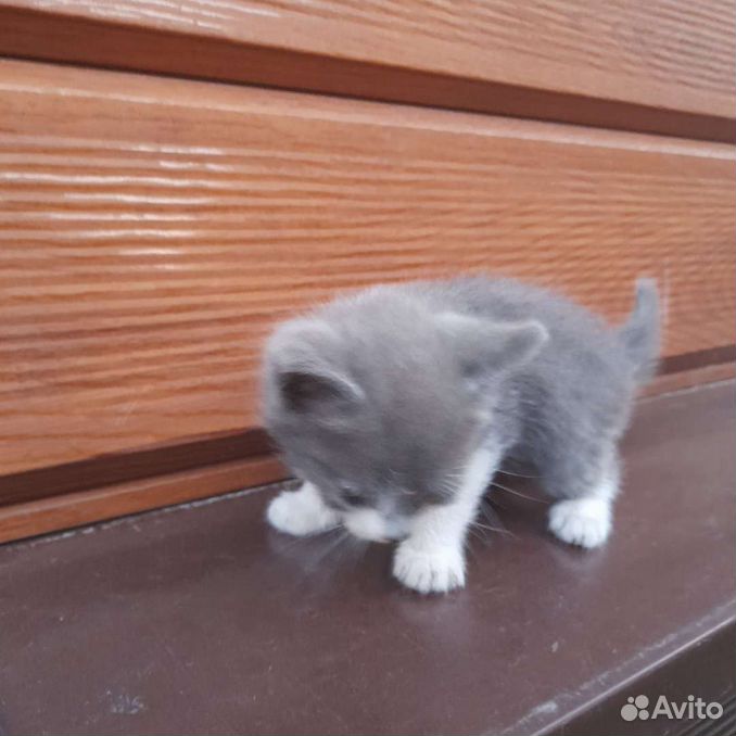 Три котёнка в добрые руки. 2 белых и 1 серый