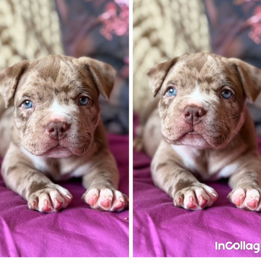 Шикарный мальчик американский булли