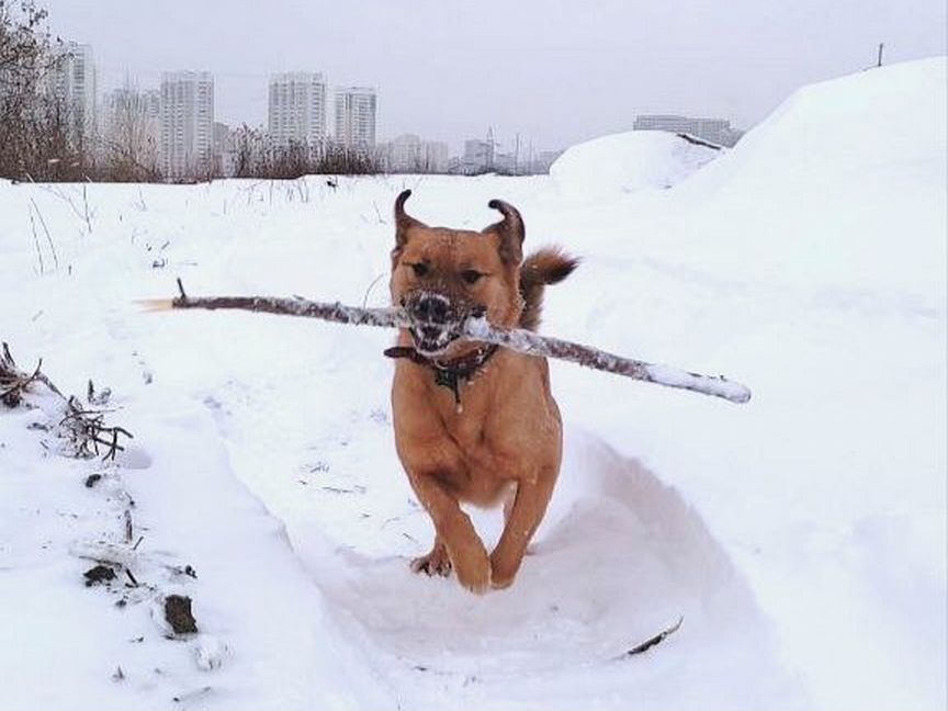 Собака из приюта ждет хозяина