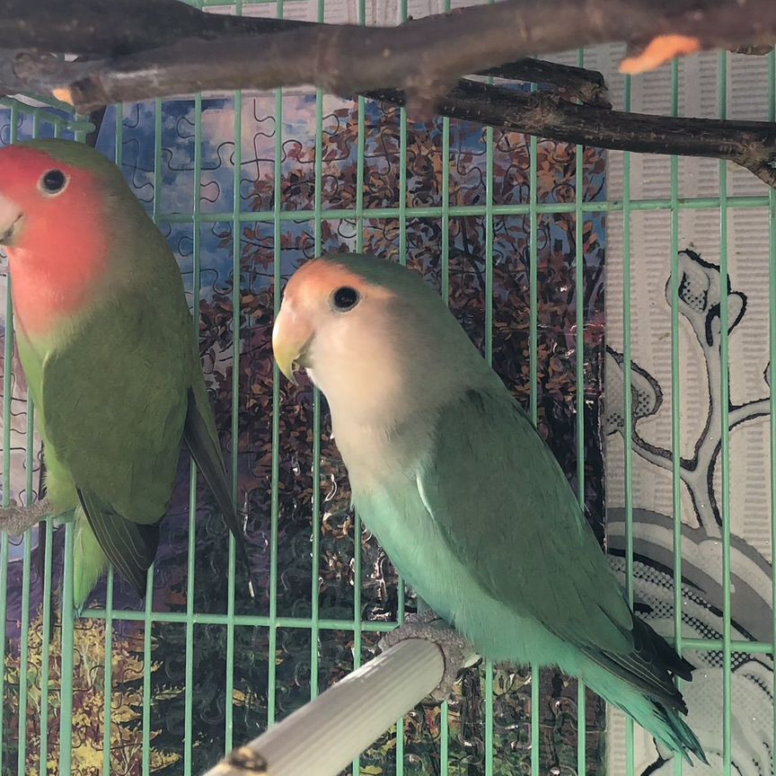 Пара неразлучников