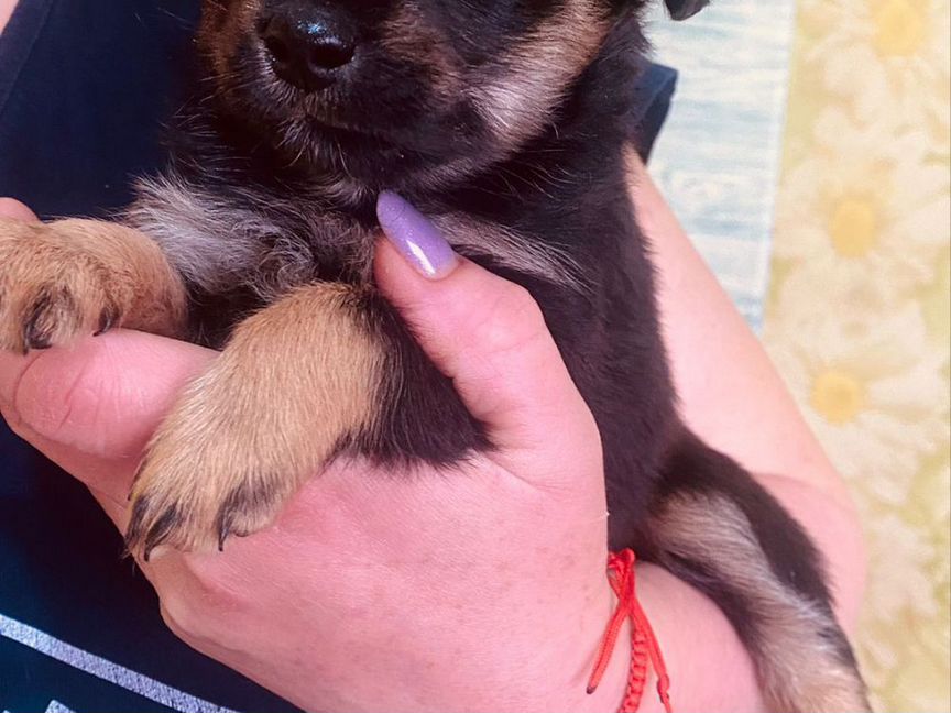 Маленькая собака чихуахуа мини