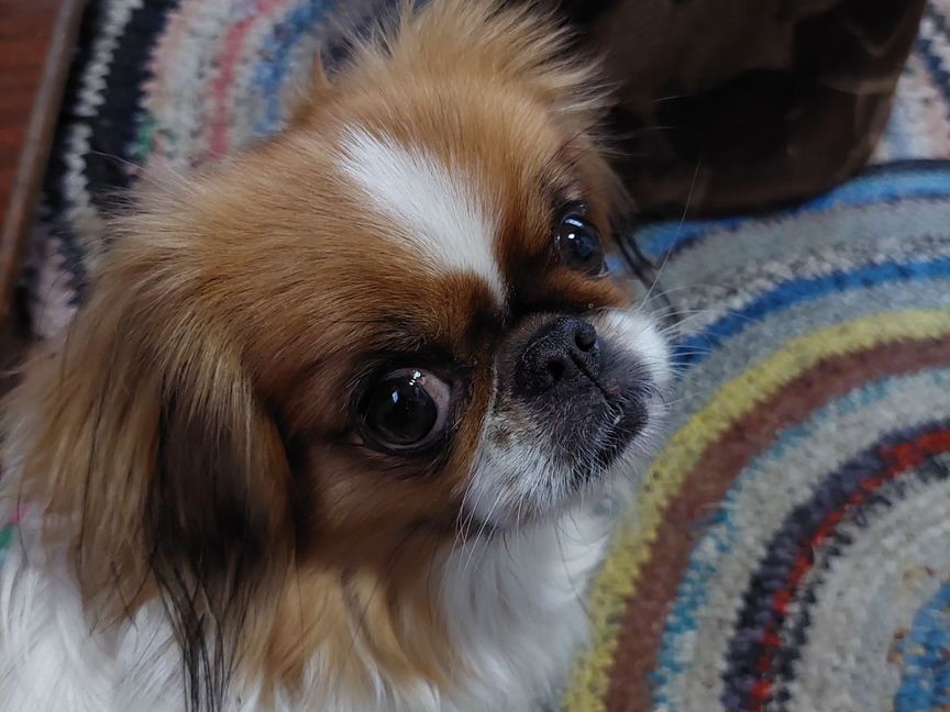 Пикинеска, Вязка