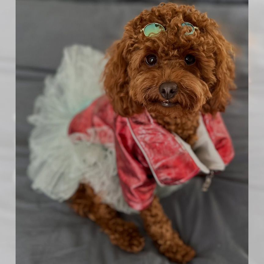 Той-пудель, щенок