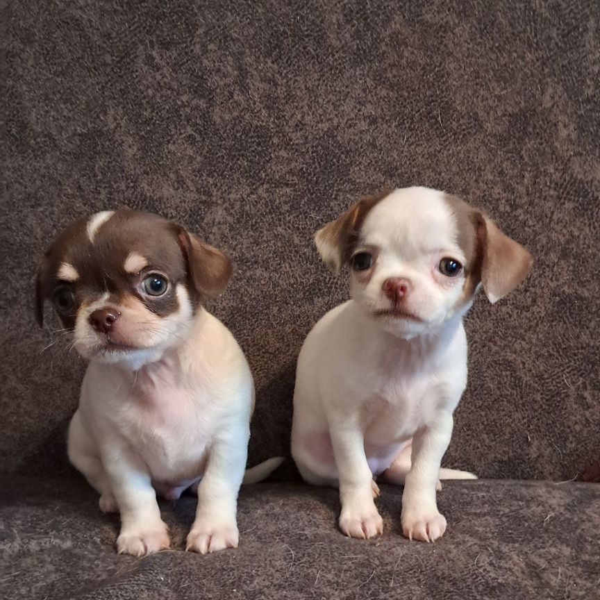 Чихуахуа малявки