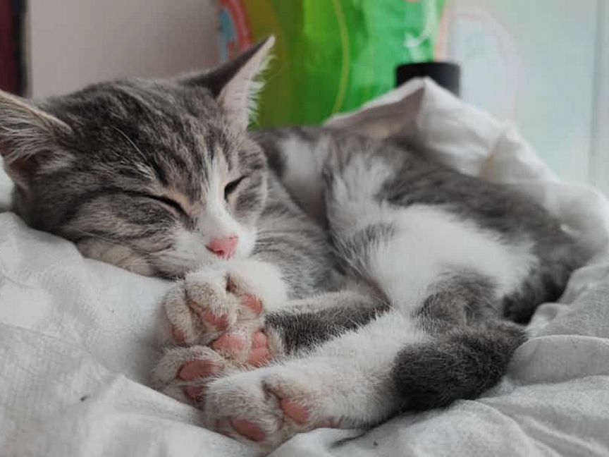 Кошка