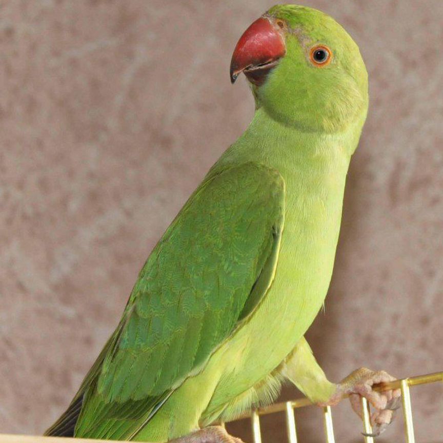 Ожереловый попугай