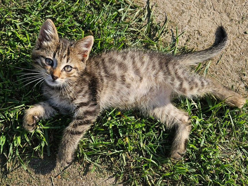 Котёнок мальчик почти 3 месяца