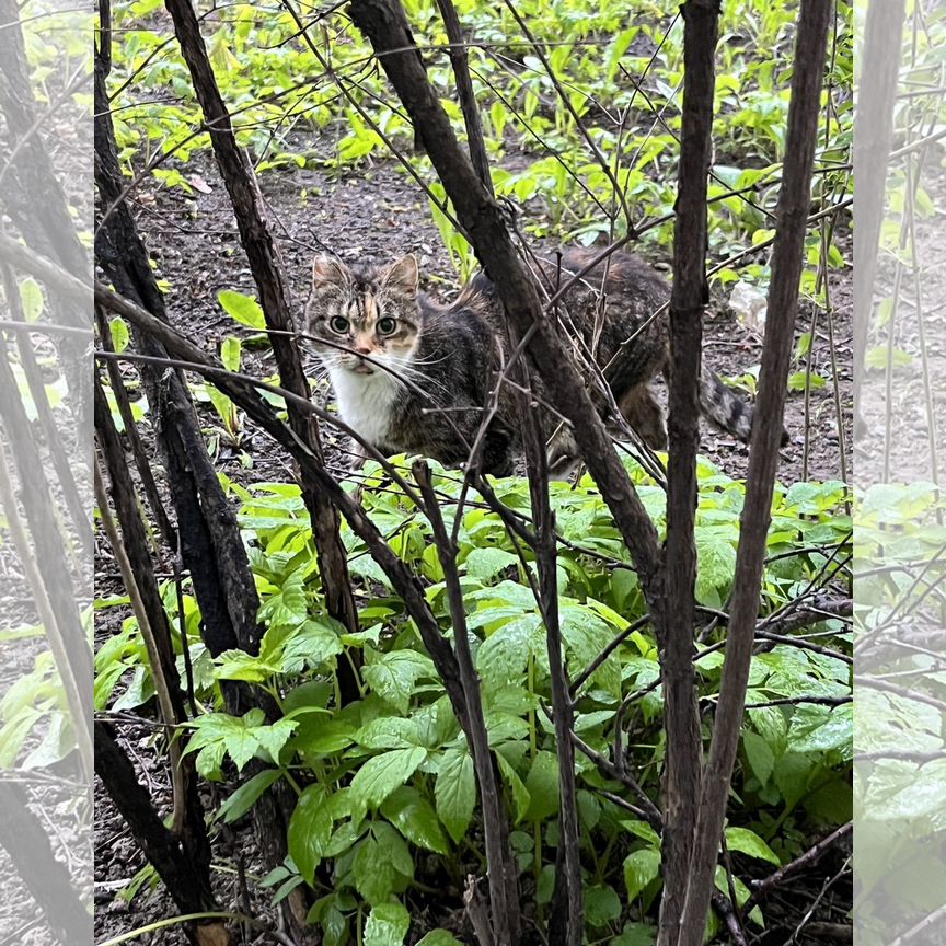 Кошечка