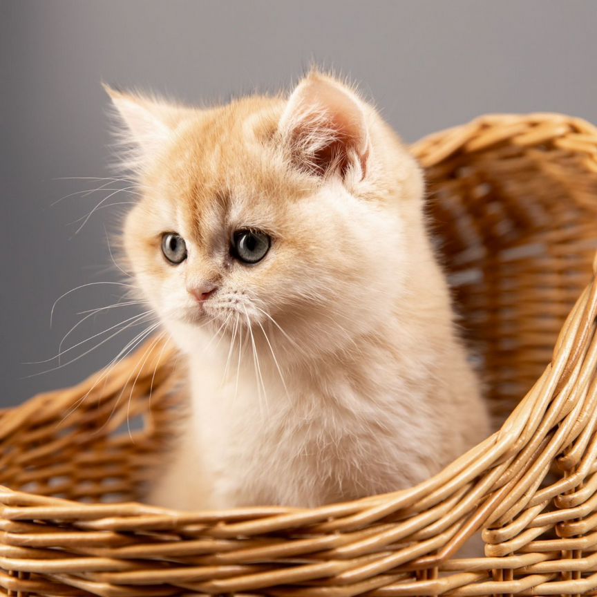 Британские плюшевый котик