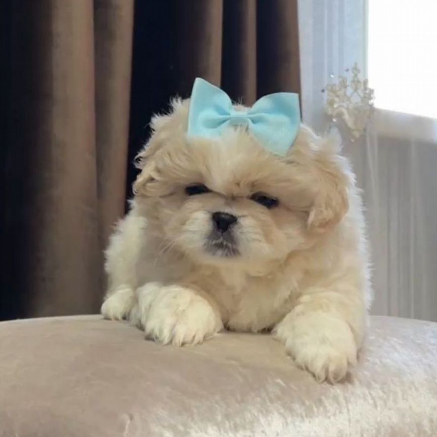 Малыши Пекинесики