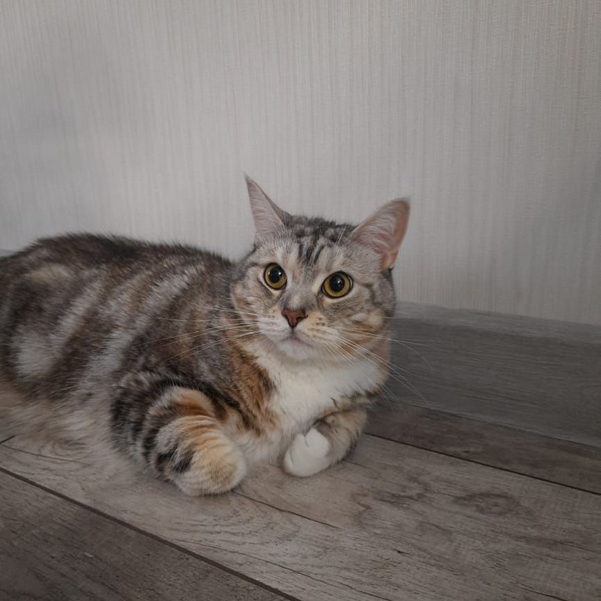 Кошка "Ксю", в добрые руки