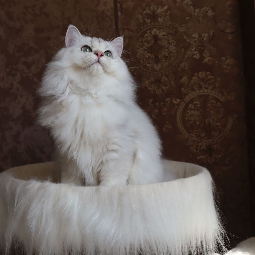 Британские котята серебристая шиншилла