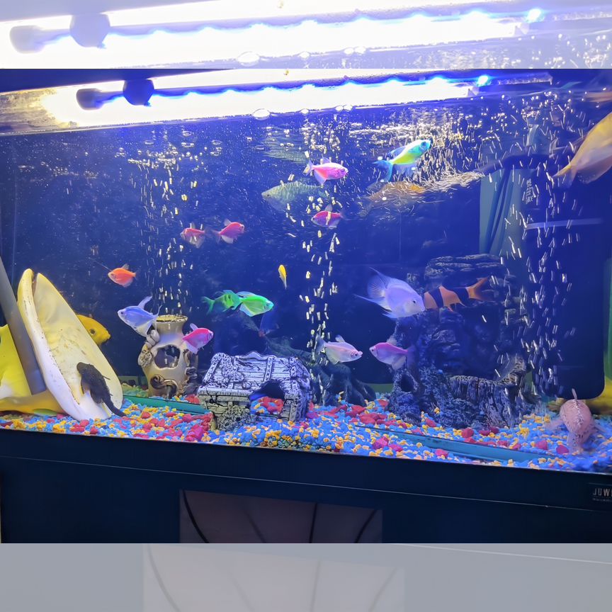 Продам акварюм со всем содержимым