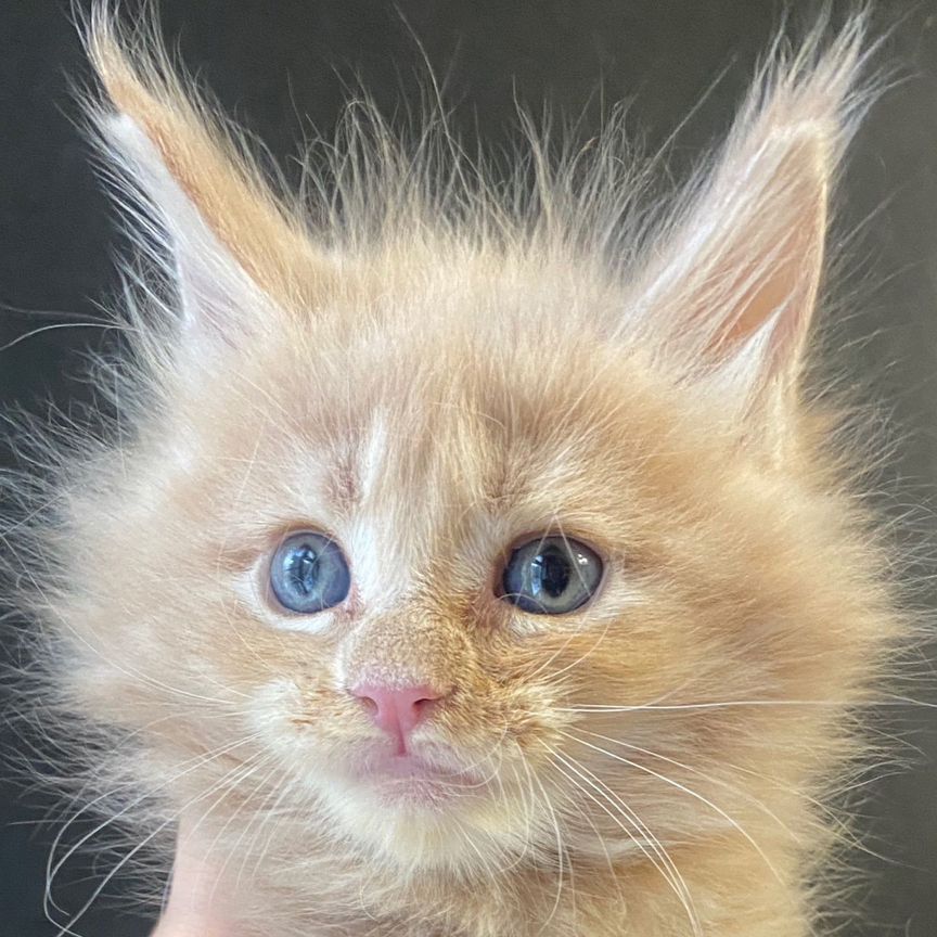 Мейн-кун котенок крем