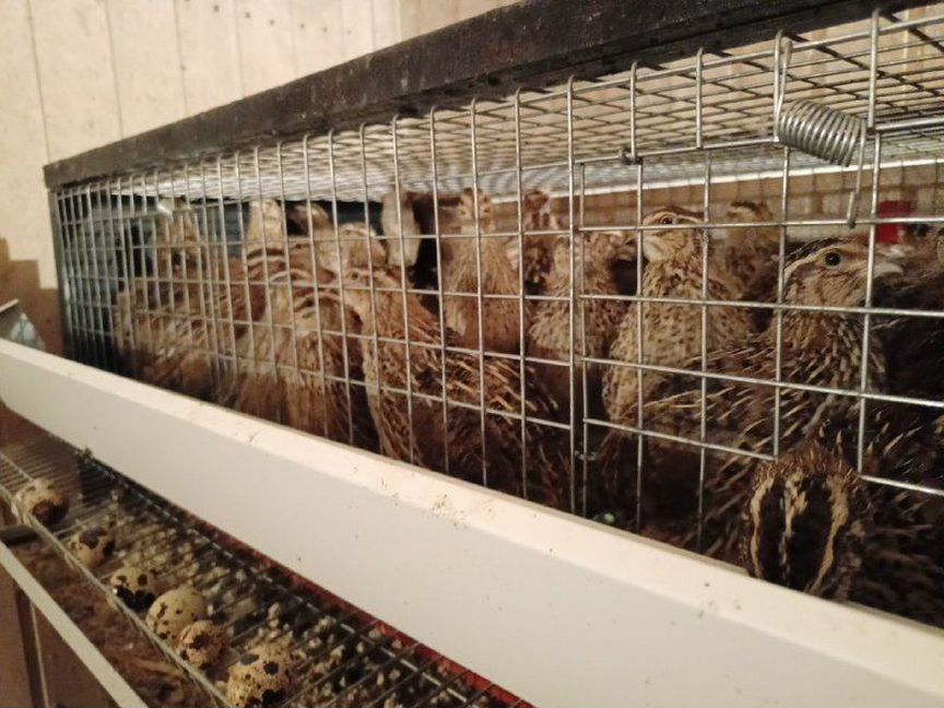 Перепела с клетками