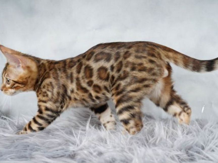 Золотые бенгалята