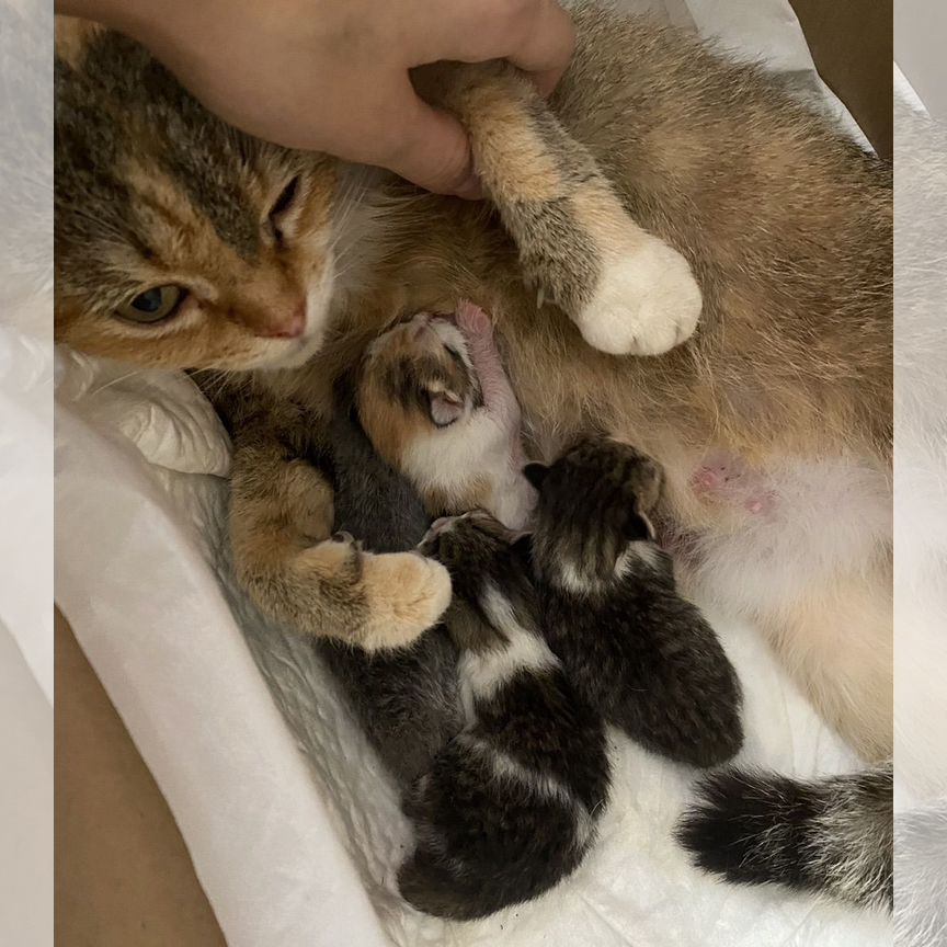 Котята британские, помесь