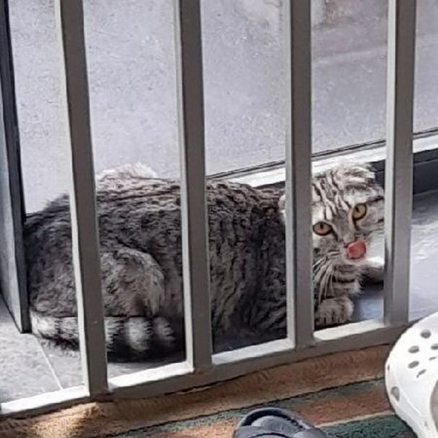 Шотландская вислоухая длинношёрстная, взрослая кошка
