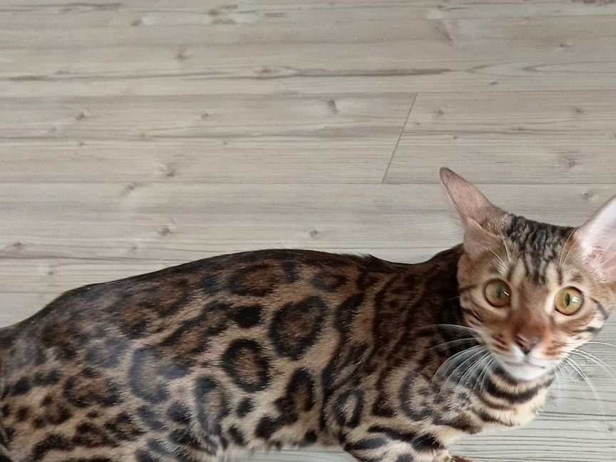 Бенгальская