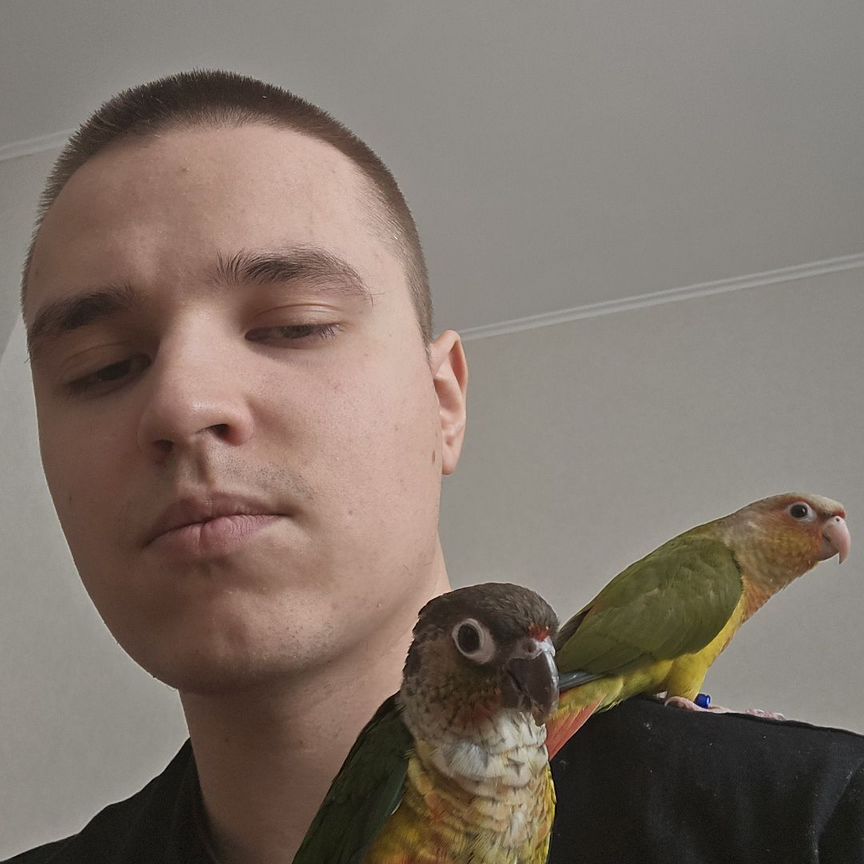 Попугай перрура