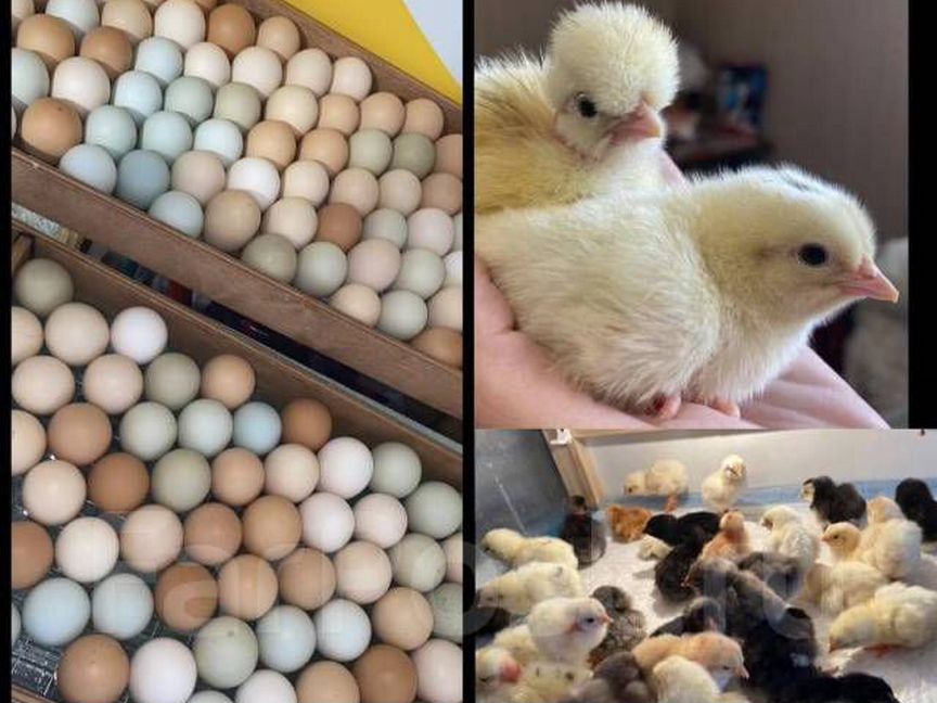 Цыплята суточные несушки