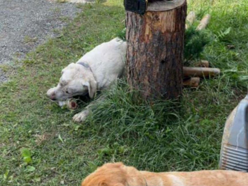 Лабрадор в хорошие руки