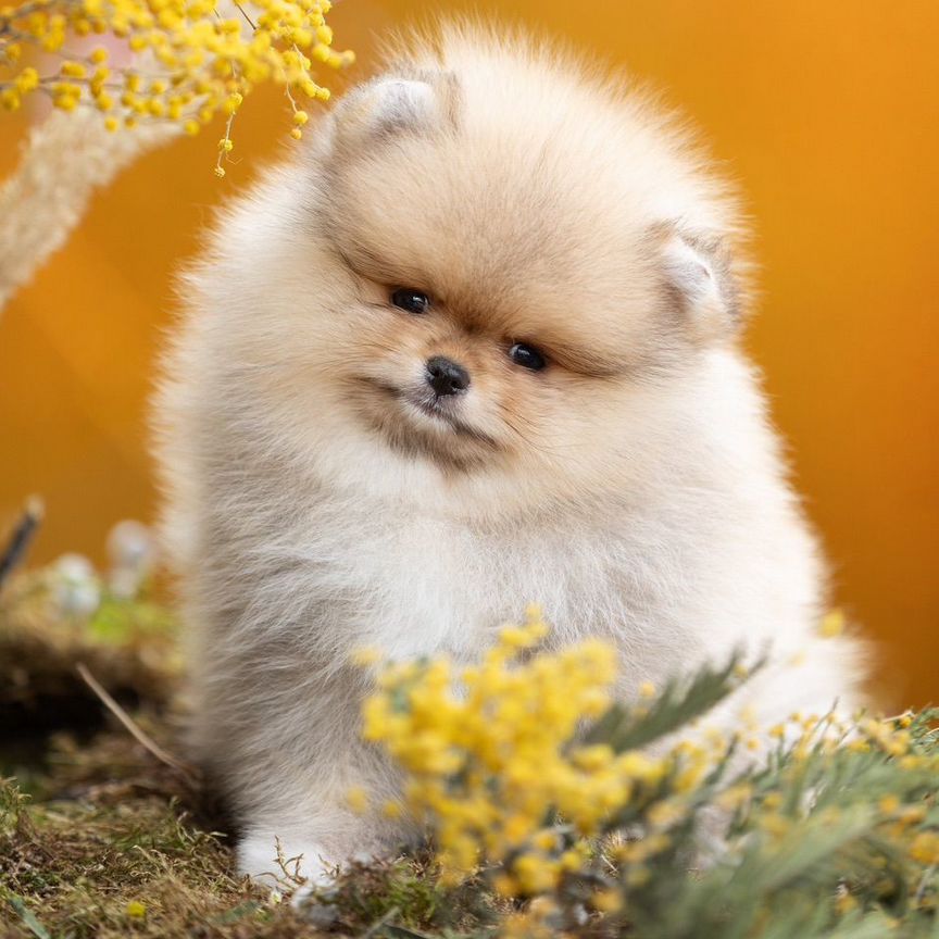 Померанский шпиц, щенок
