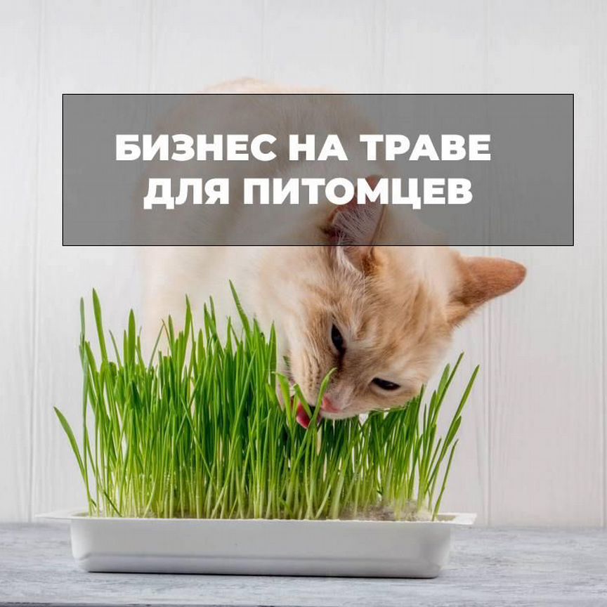 Трава для животных(готовый бизнес)