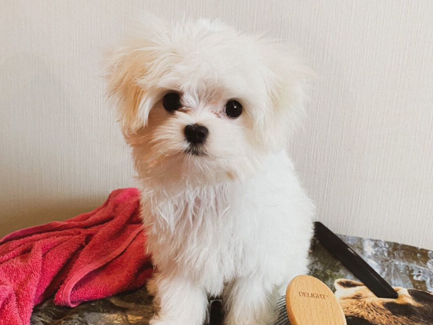 Мальтезе девочка 4 месяца мини