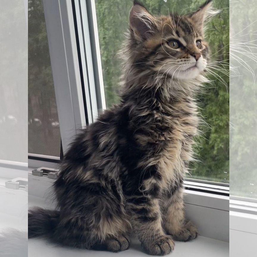 Мейн-кун котёнок