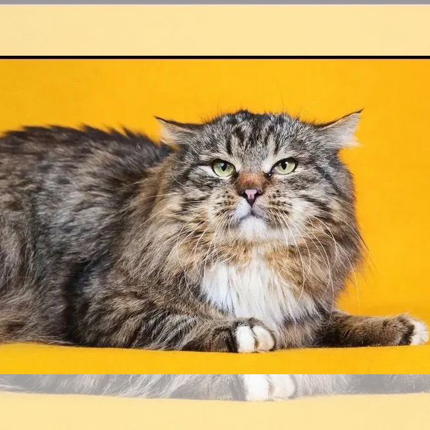 Взрослый кот в добрые руки