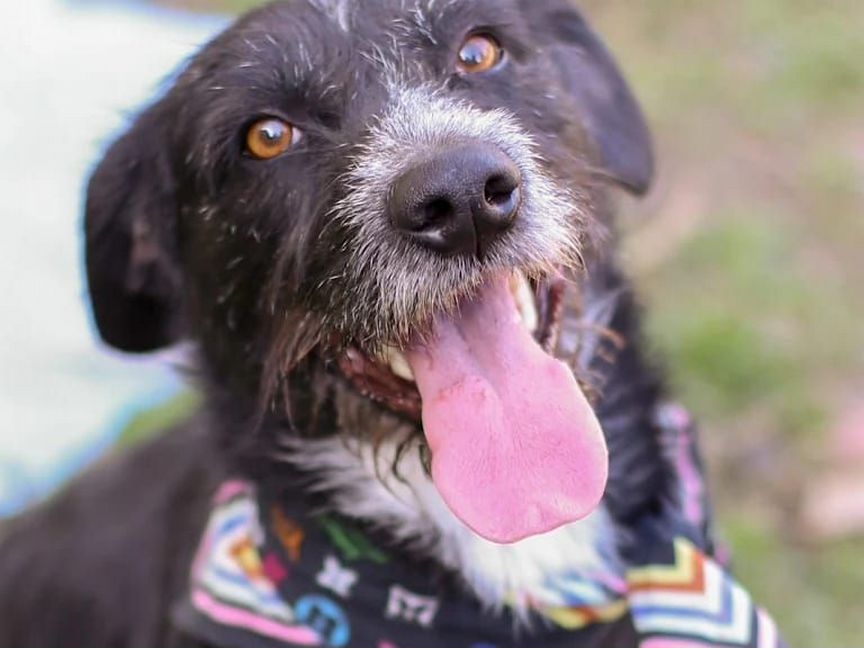 Ризеншнауцер метис мальчик 1,5 года