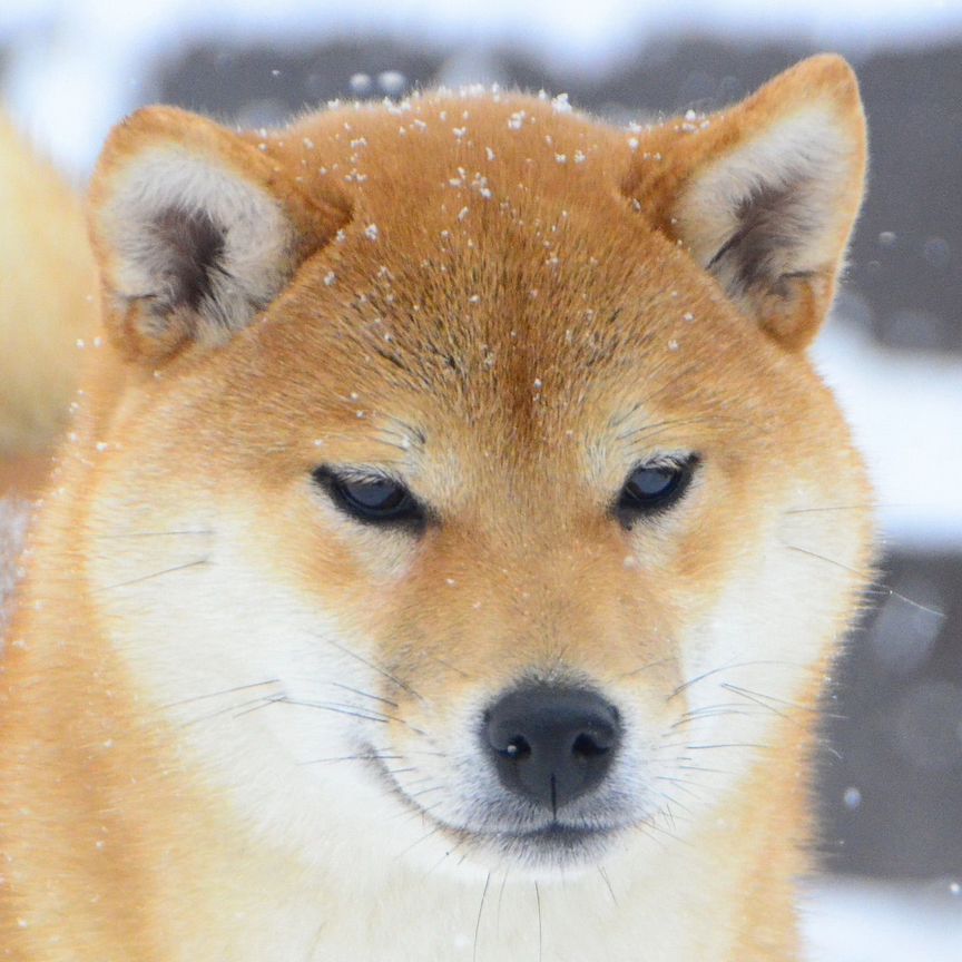 Сиба ину (мини акита)