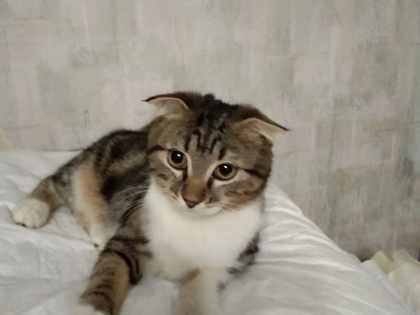 Кошка