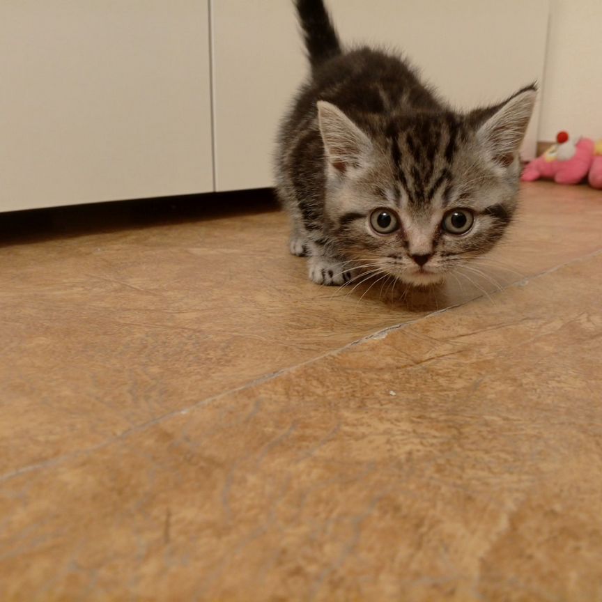 Шотландский прямоухий короткошёрстный котёнок