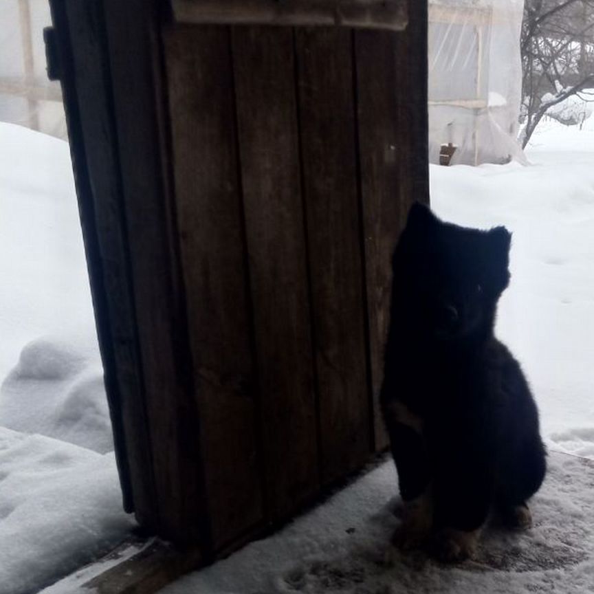 Русско-европейская лайка, щенок