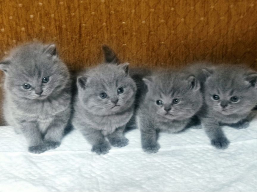 Британские котята