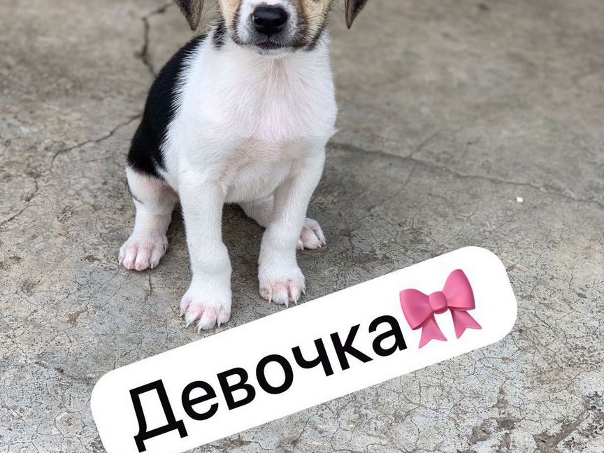 Щенки в поисках семьи